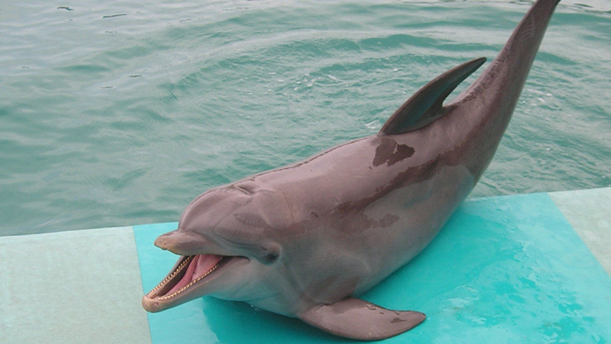 Thomas Cook Drops Some Dolphin, Elephant Tours | TravelPulse