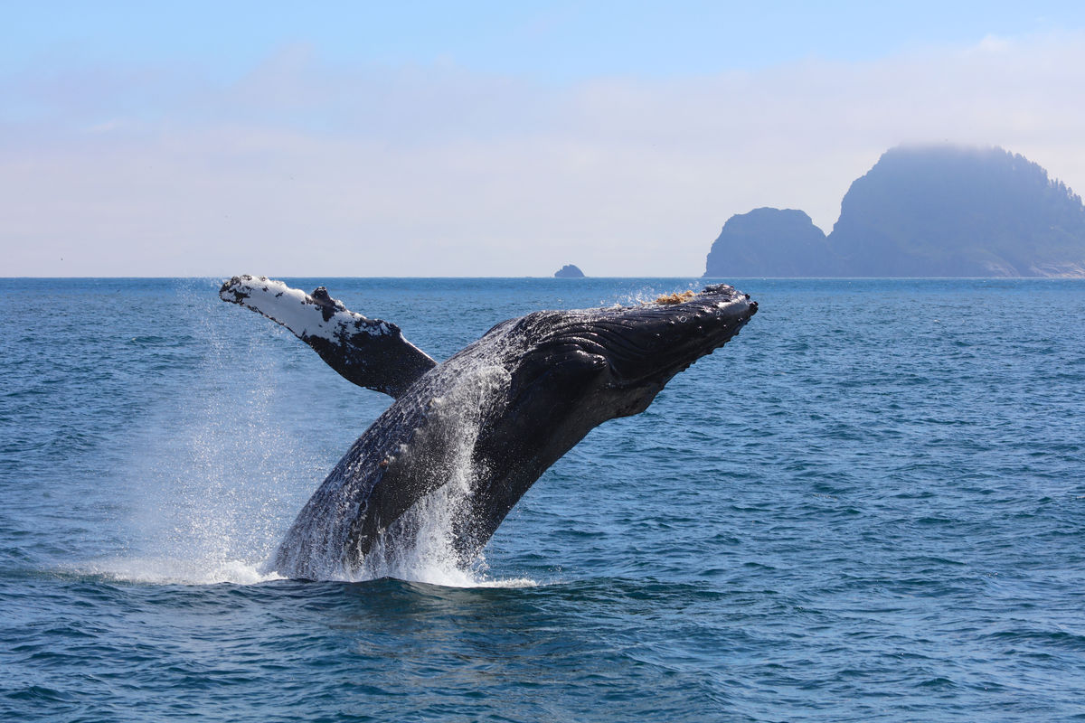 Top 20 Destinations for Spotting Whales in the Wild | TravelPulse