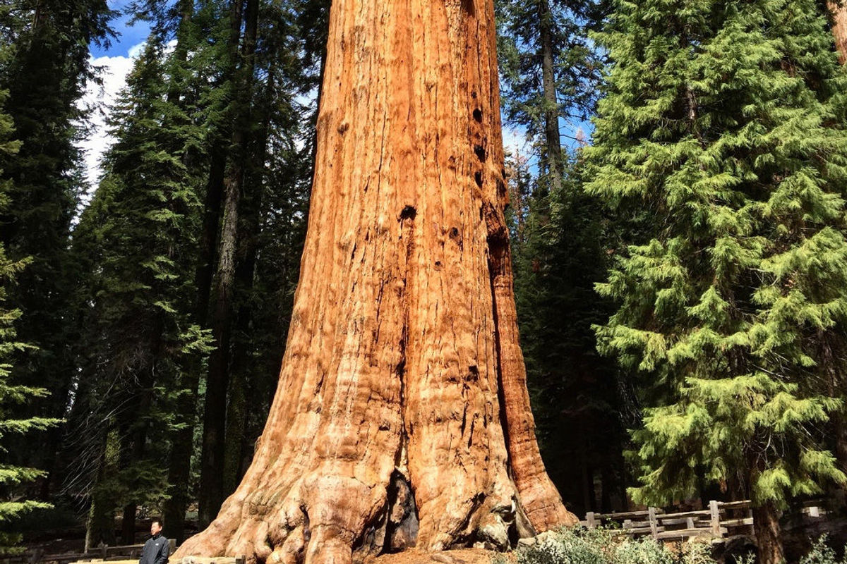 Celebrate Arbor Day With 5 Amazing Places to See Trees | TravelPulse