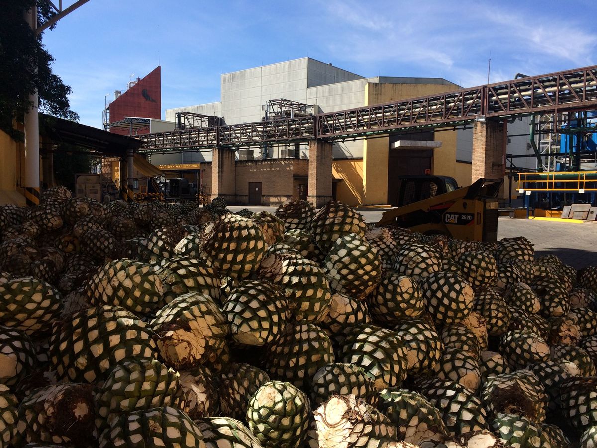 5 Ways to Hang With Jose Cuervo in Tequila, Mexico | TravelPulse