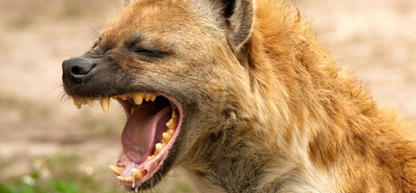 hyena attack cape vidal