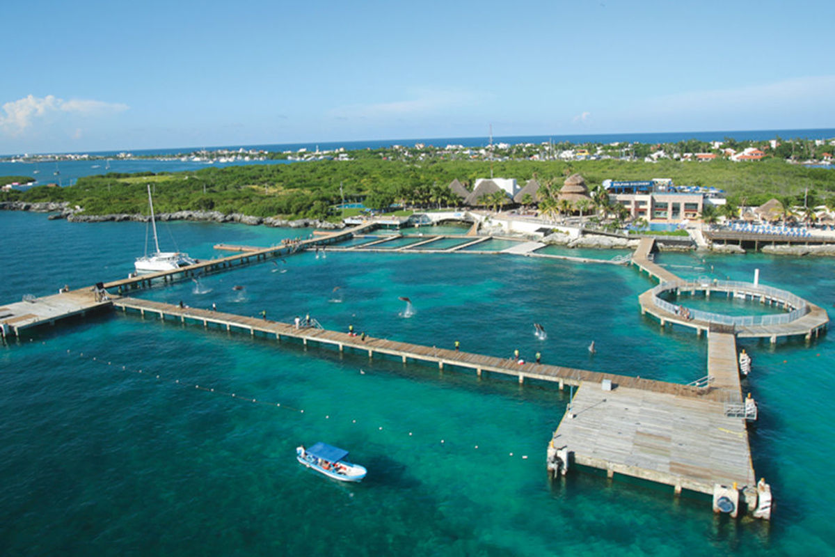 Four Reasons Why Dolphin Discovery Is Home to the Most-Loved Dolphins ...