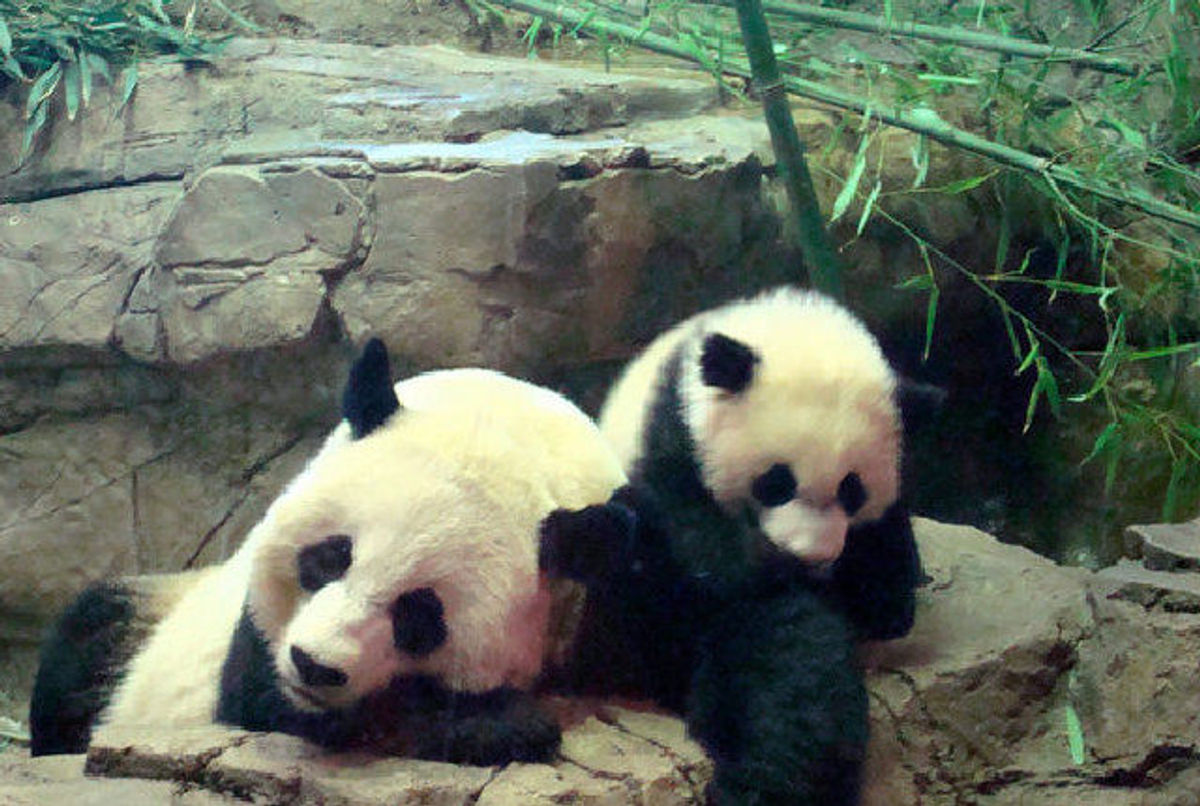 Panda Mania at Smithsonian's National Zoo | TravelPulse