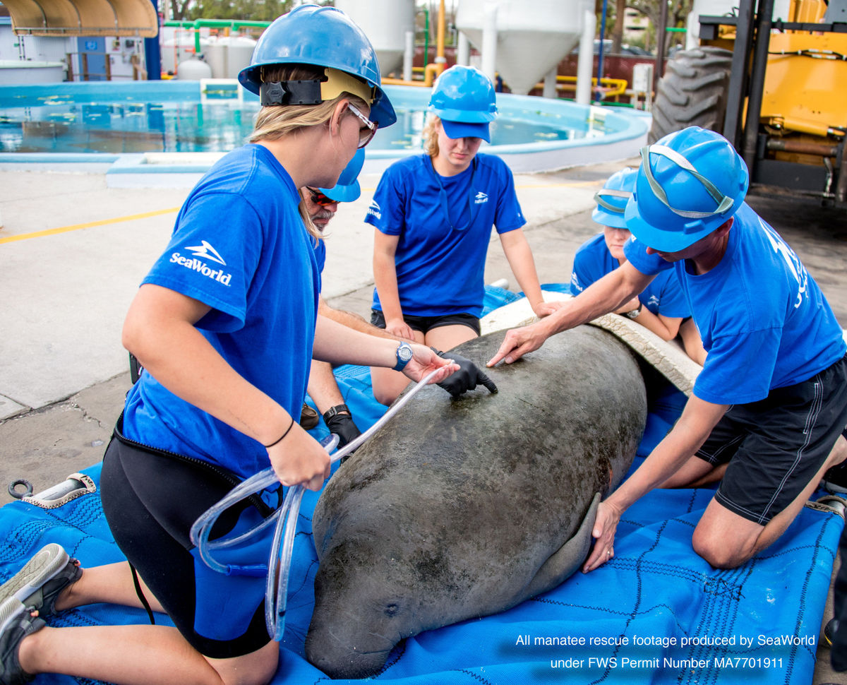 SeaWorld Launches New SeaWorld Rescue Instagram Channel | TravelPulse