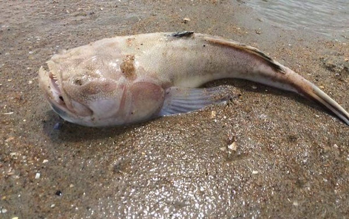 Scary-Looking Fish Found on Virginia Beach Shore | TravelPulse