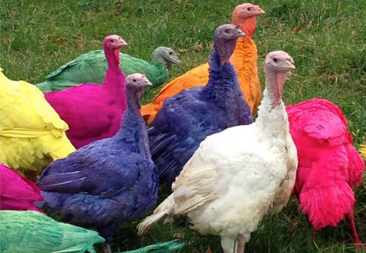 Gozzi's Turkey Farm Brightens Thanksgiving with Brilliantly Colored ...
