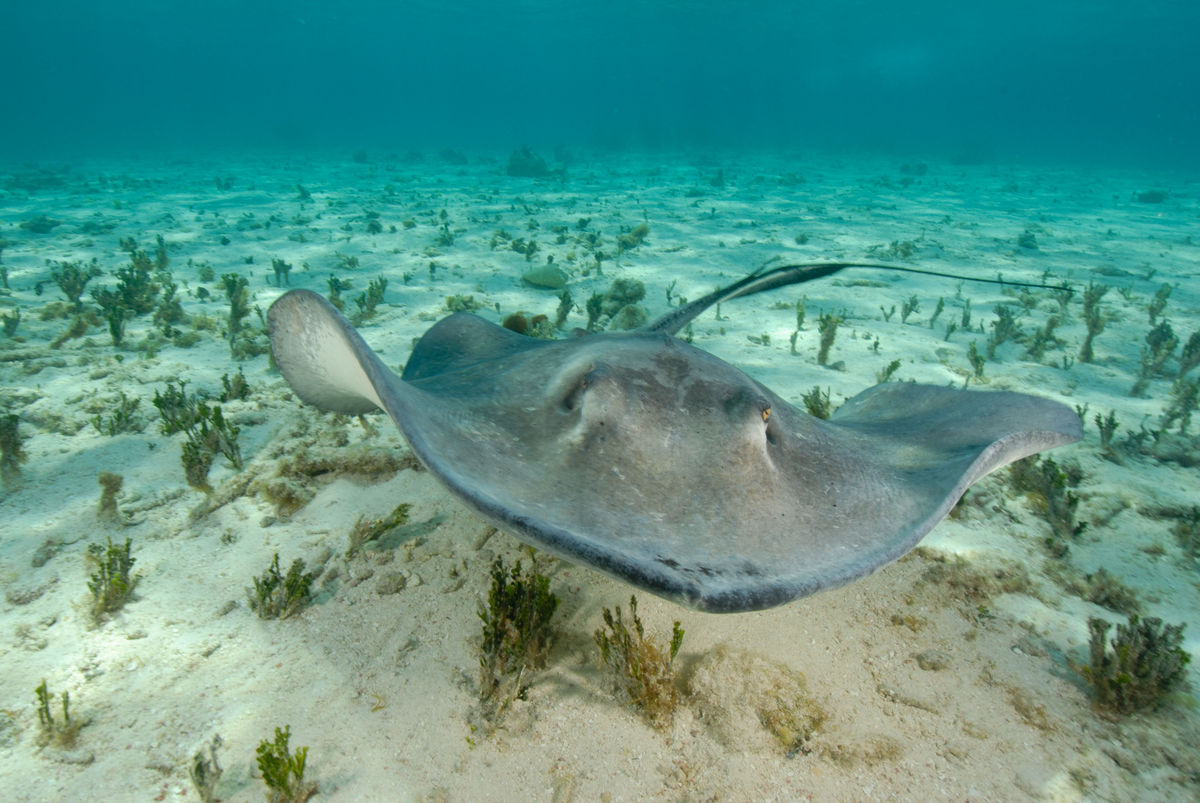 TravelPulse à Antigua : bienvenue à Stingray City! | TravelPulse Quebec