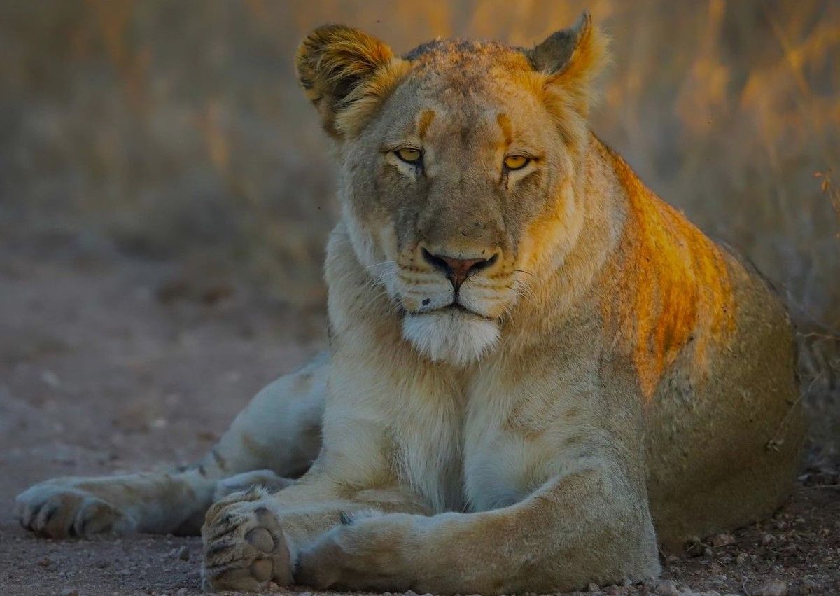 Highlights From a South African Safari at Kapama Private Game Reserve ...