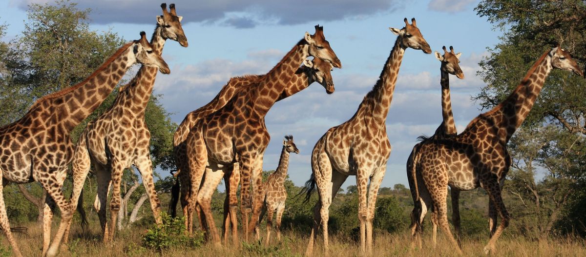 Discover Southern Africa with Ntaba African Safaris | TravelPulse