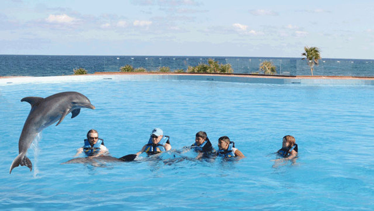 New Dolphin Discovery Now Open At Tulum-Akumal | TravelPulse