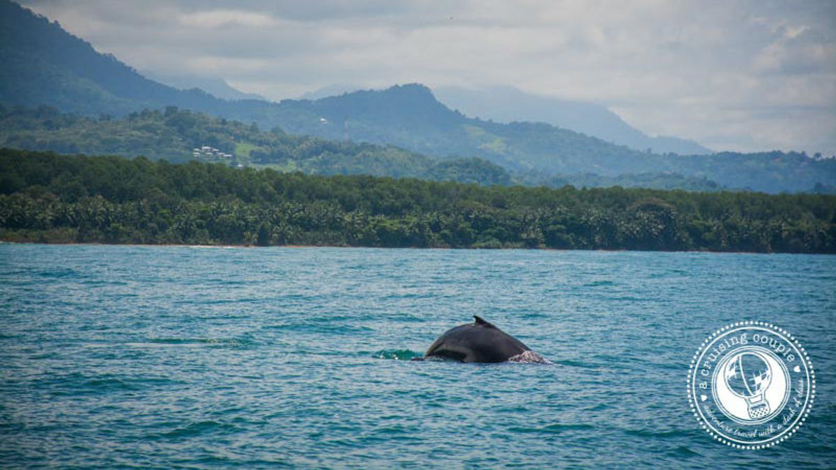 The Ultimate Guide to Whale Watching in Costa Rica | TravelPulse Canada