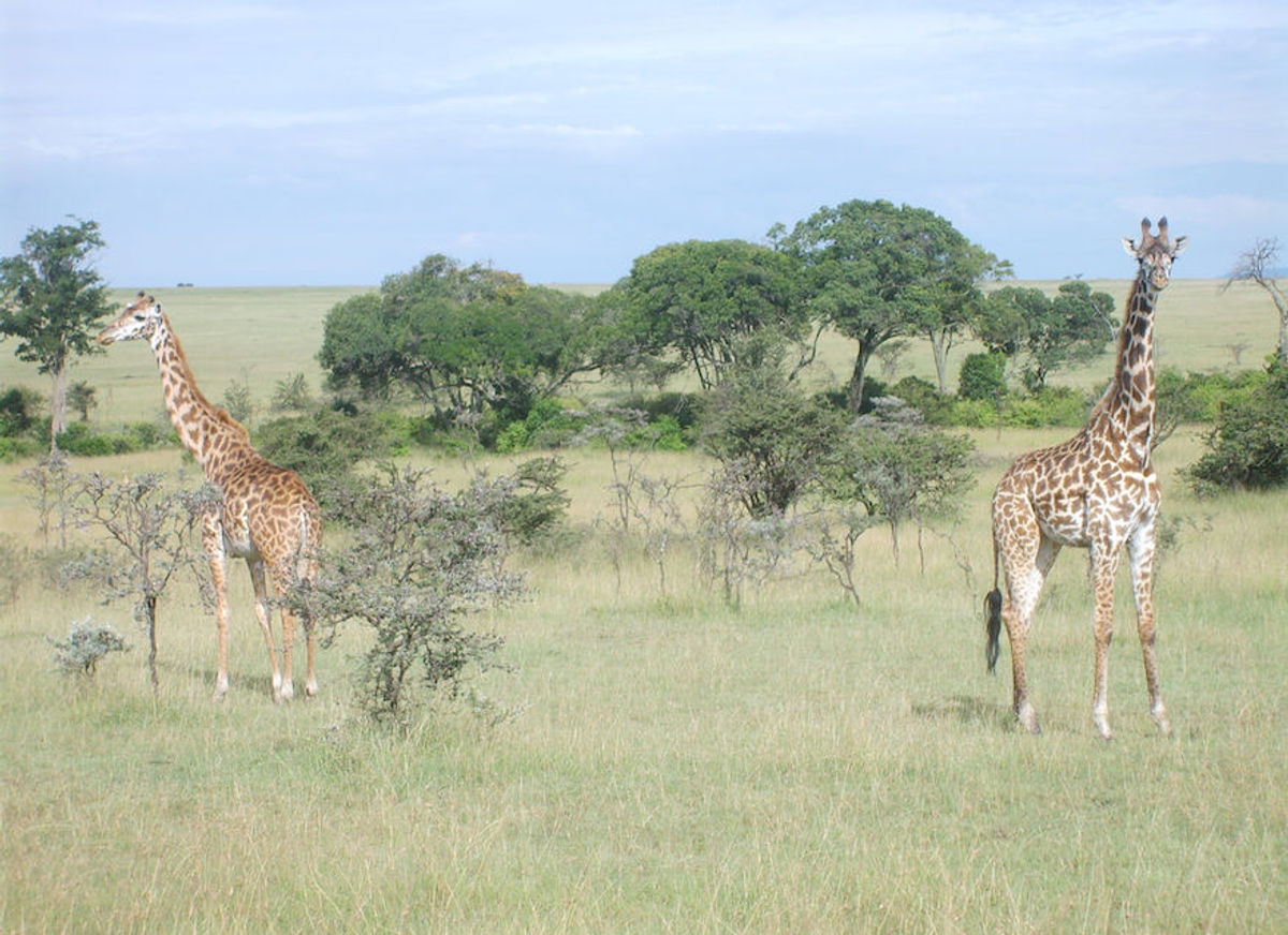 African Countries Vow to Protect Environment | TravelPulse