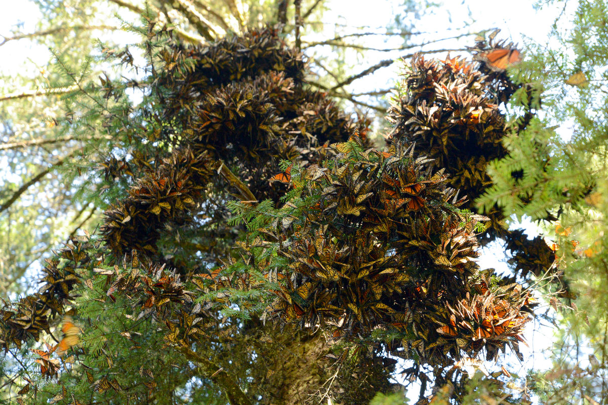 Great Migrations: Where to Discover the World's Largest Animal ...