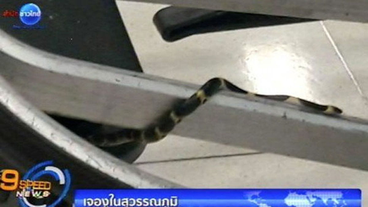 Snake Found at Luggage Cart at Bangkok Airport | TravelPulse