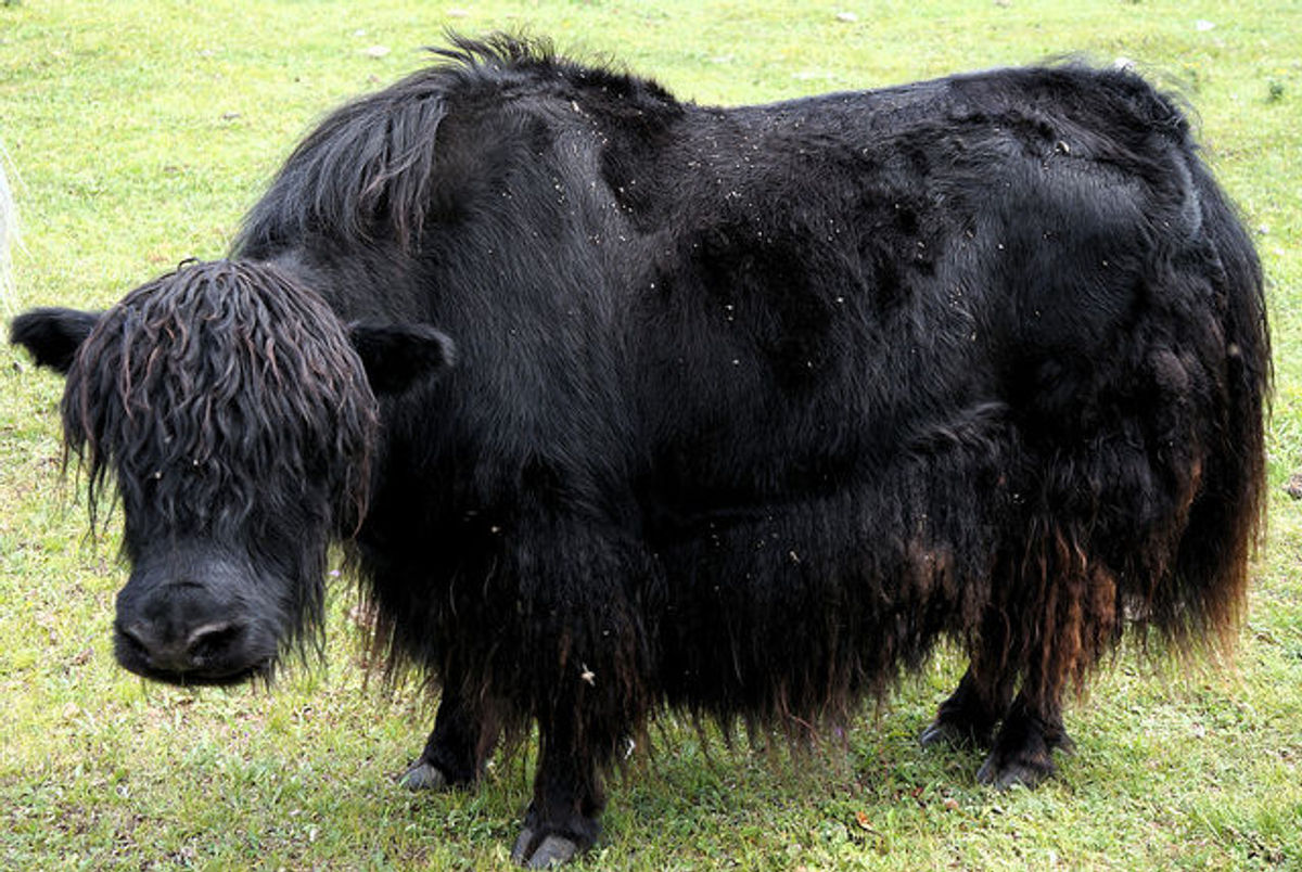 US Customs Agents Seize 300 Pounds Of Yak Meat | TravelPulse