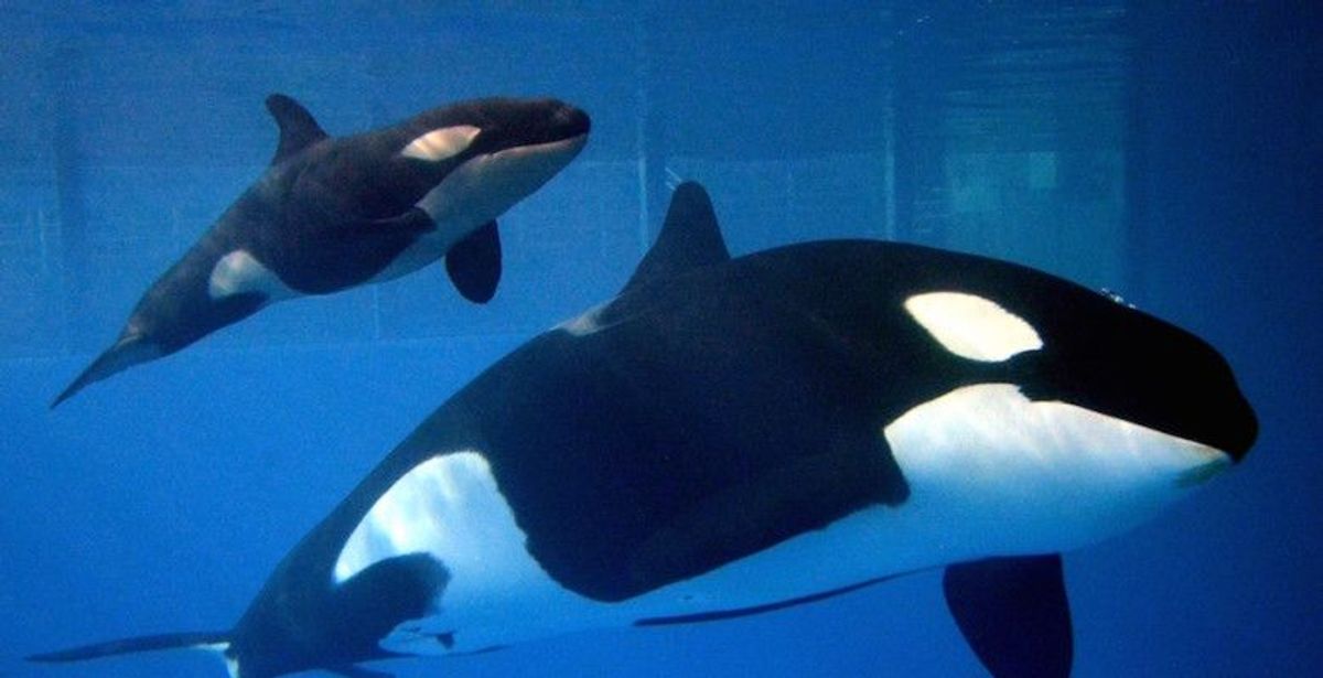 SeaWorld's Takara Is Pregnant | TravelPulse