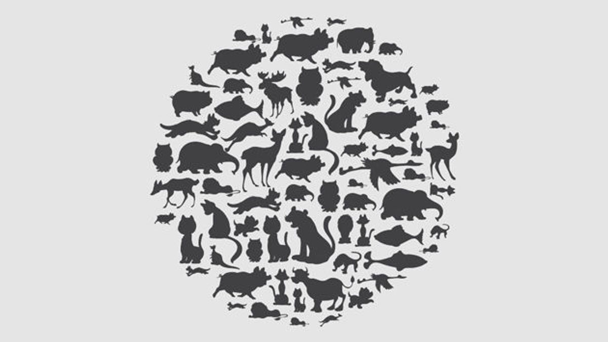 Lizard Races and Elephant Soccer: 10 Unique Animal Events Around the ...