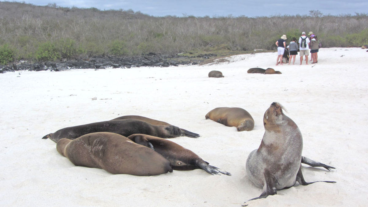 Five Things to do in the Galapagos Islands | TravelPulse