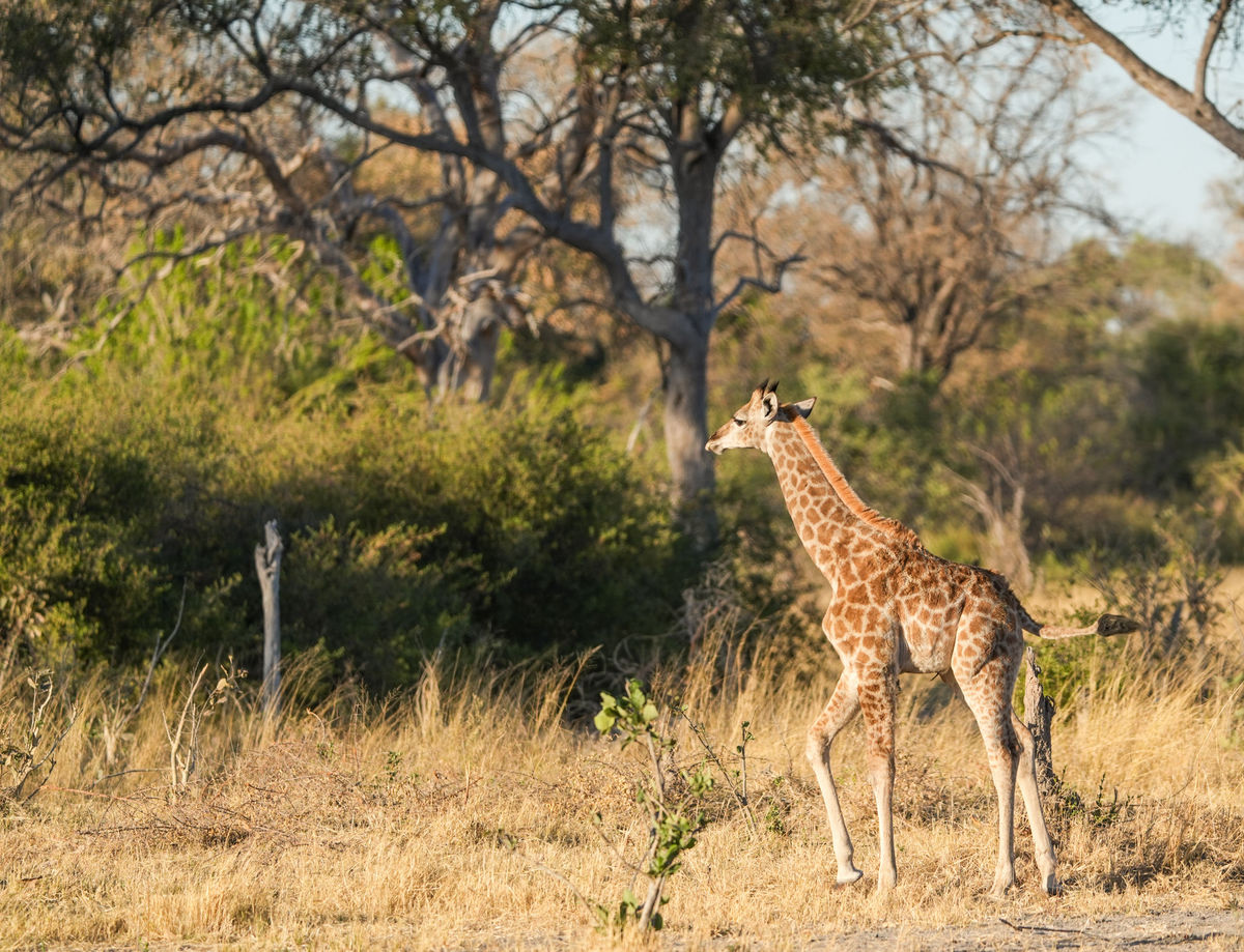 New African Safari Park Experience Coming to Georgia in 2024 | TravelPulse