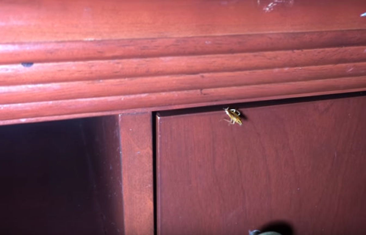 WATCH: Is This the Most Disgusting Hotel Room Ever? | TravelPulse