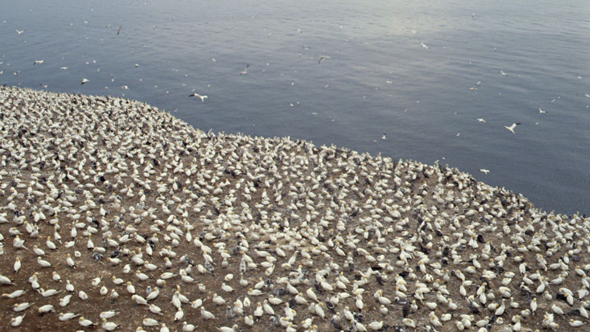 Bird Encounters on Bonaventure Island | TravelPulse