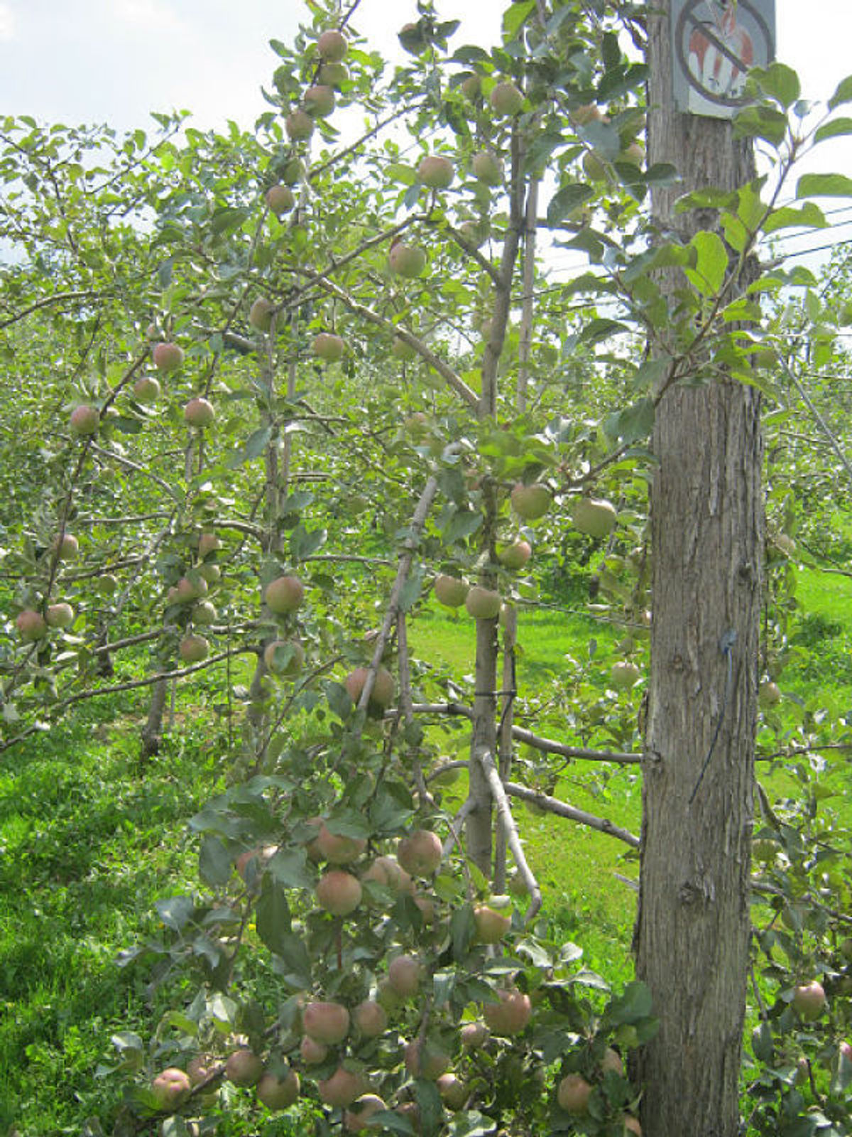 Tasting Ice Cider in Monteregie, Quebec | TravelPulse