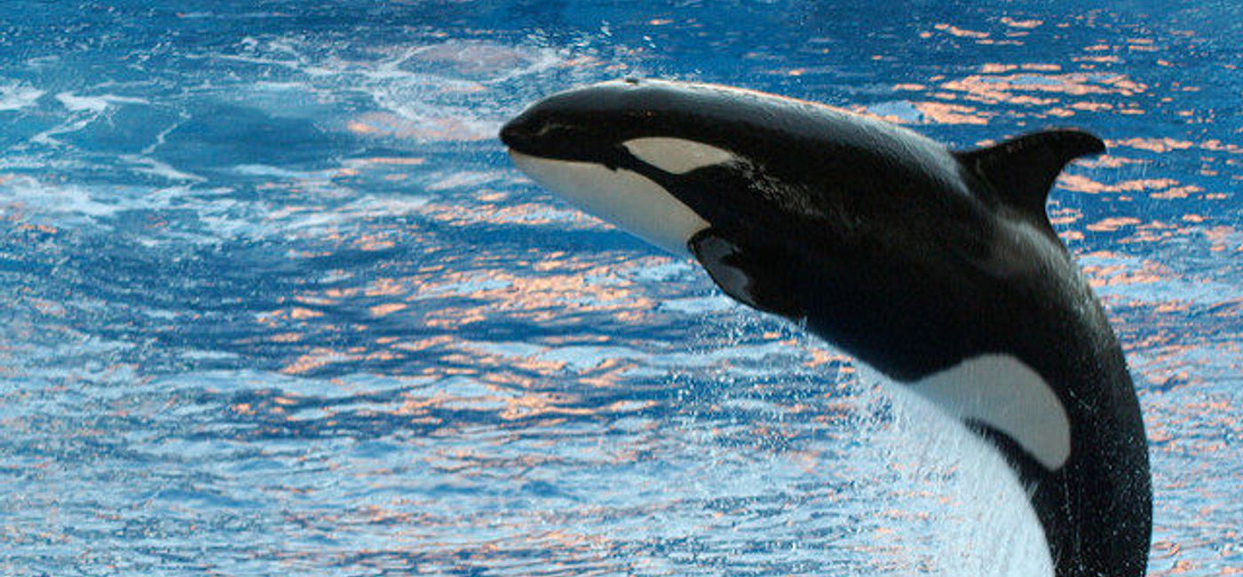 SeaWorld CEO Steps Down | TravelPulse