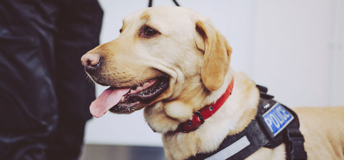 TSA Launches Cutest Canine Contest | TravelPulse