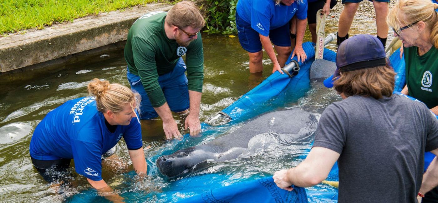 SeaWorld and Supporters Reach 30,000 Rescues | TravelPulse