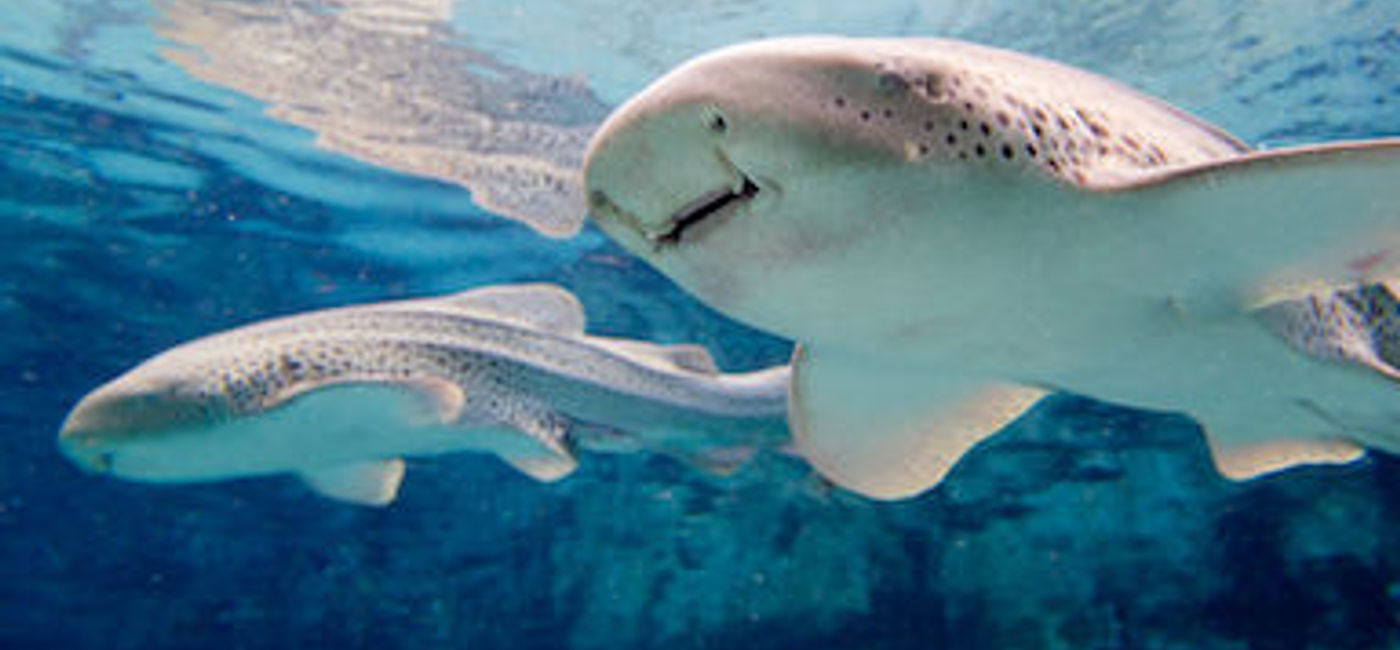 SeaWorld's 5 Facts You Should Know to Love Sharks | TravelPulse