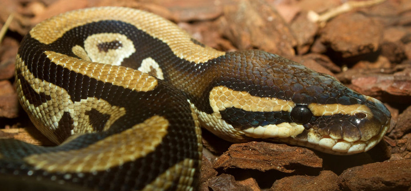 5-Foot Python Discovered in Hotel Room | TravelPulse