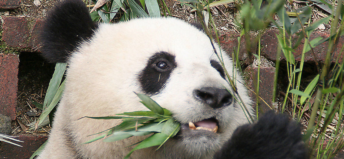 Giant Pandas Get Giant Park in China | TravelPulse