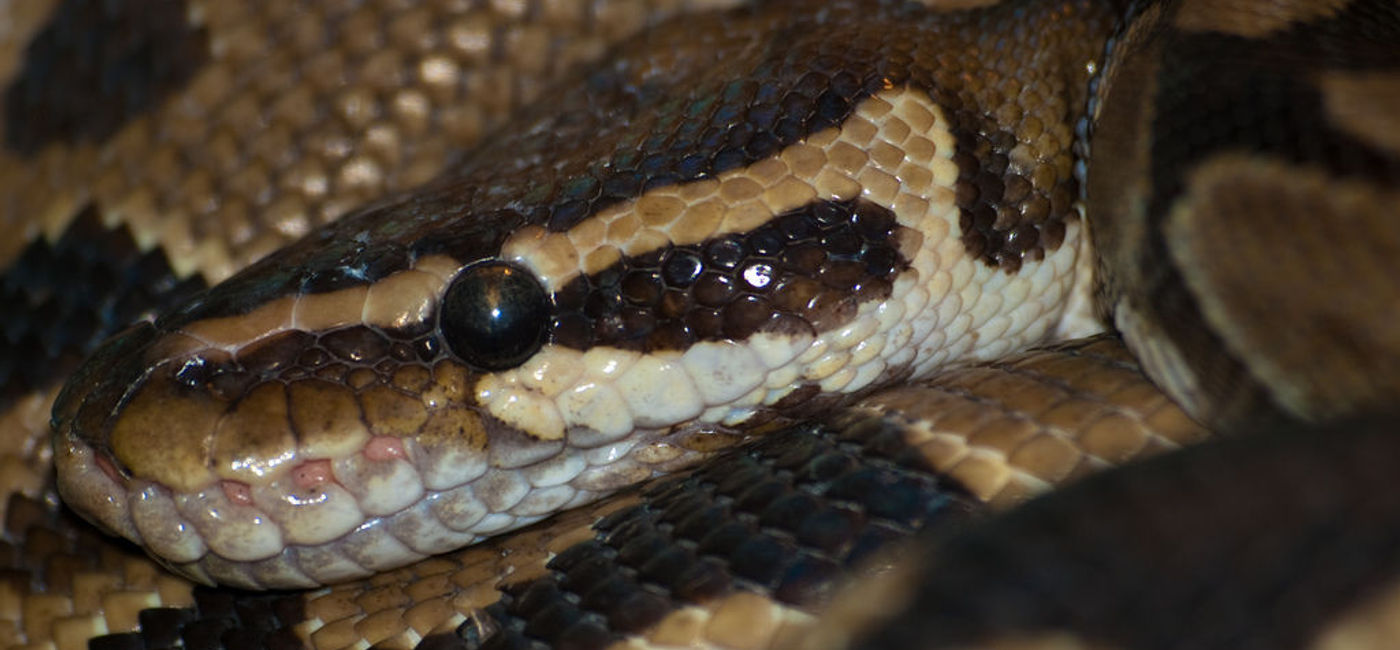 Want a Python in Your Luggage? | TravelPulse