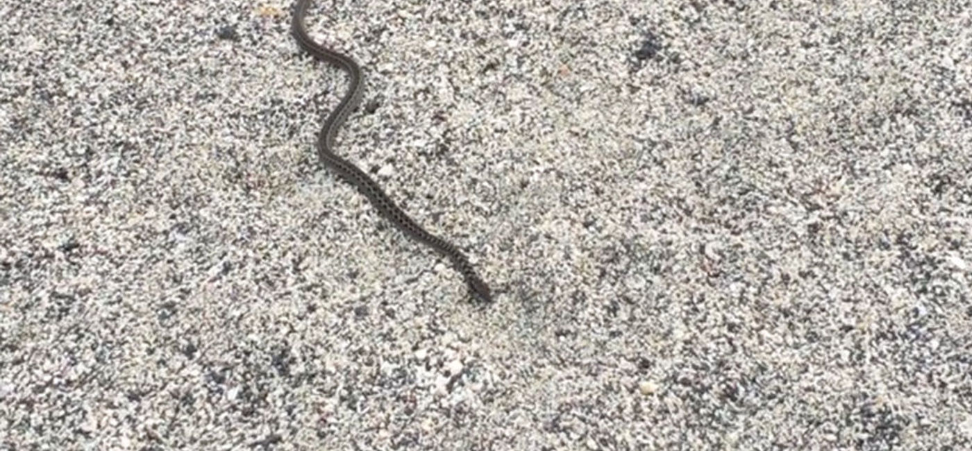 Snake Discovered in Cargo Hold of Emirates Flight | TravelPulse