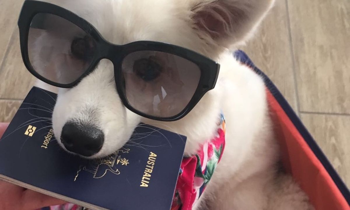 Unisys aims to ease the travel experience for pets and their humans ...