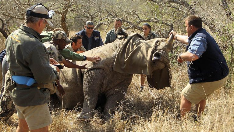 A Closer Look at Rhino Dehorning in South Africa | TravelAge West