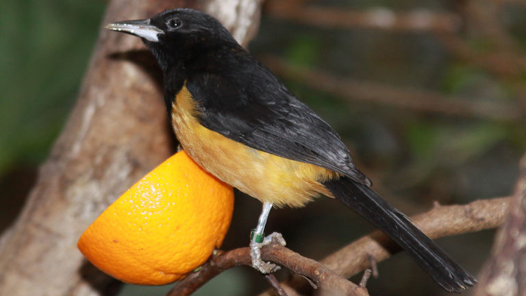 Top 6 Things to Do on Montserrat | TravelAge West