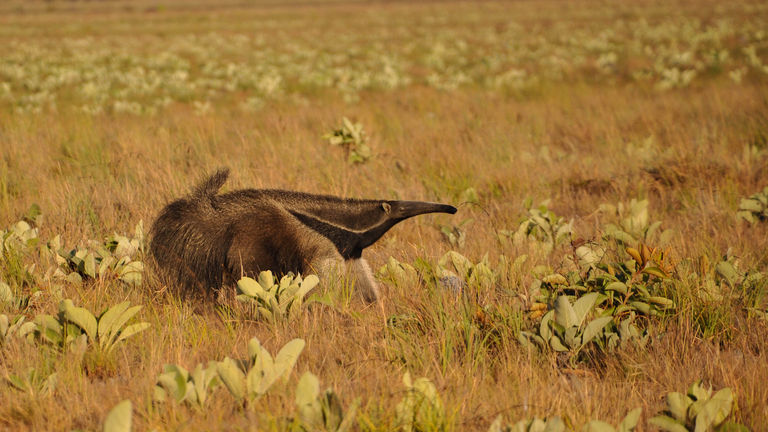 guyana human features