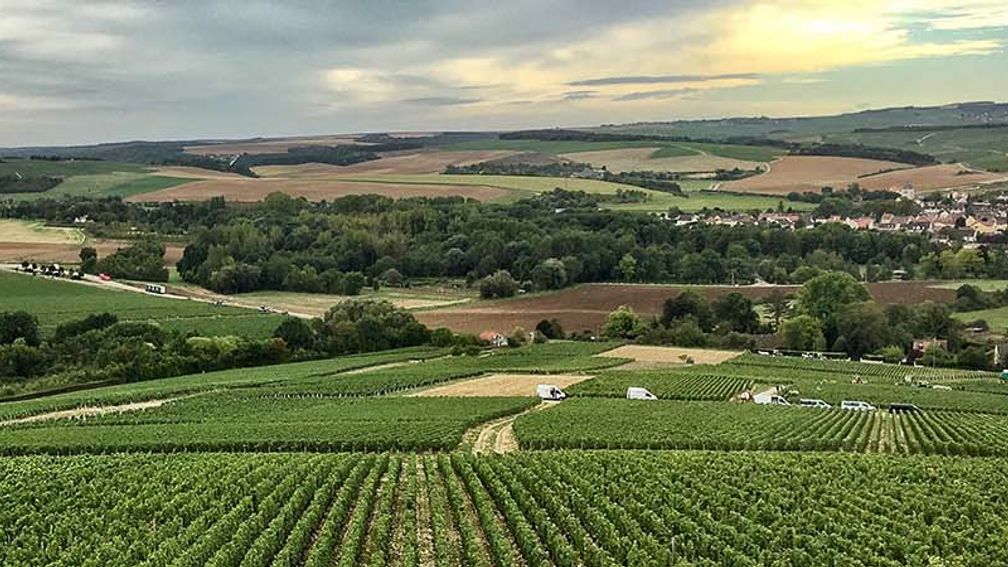 Where to Find Wine and Local Flavor in Chablis, France | TravelAge West