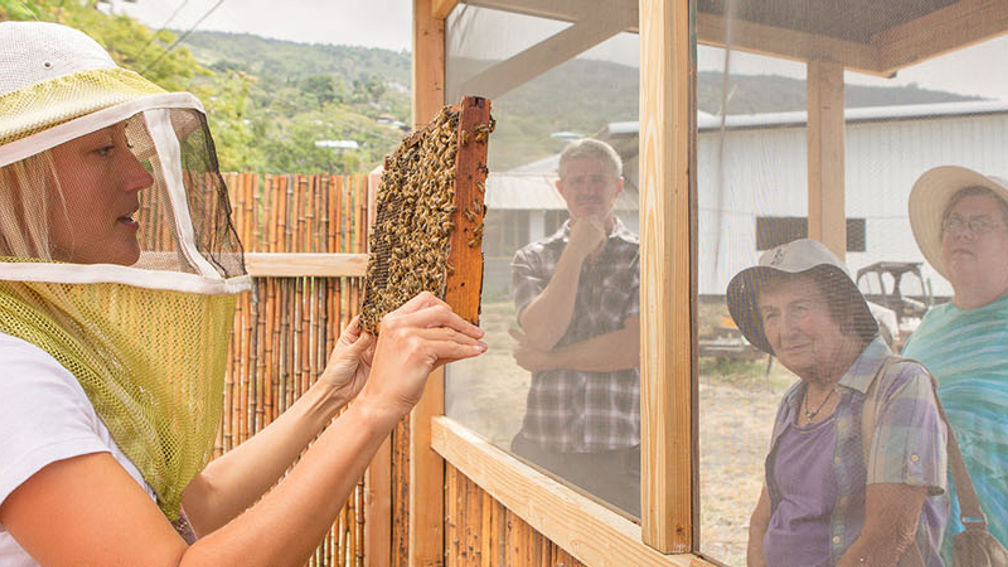 Follow the Buzz to Big Island Bees | TravelAge West
