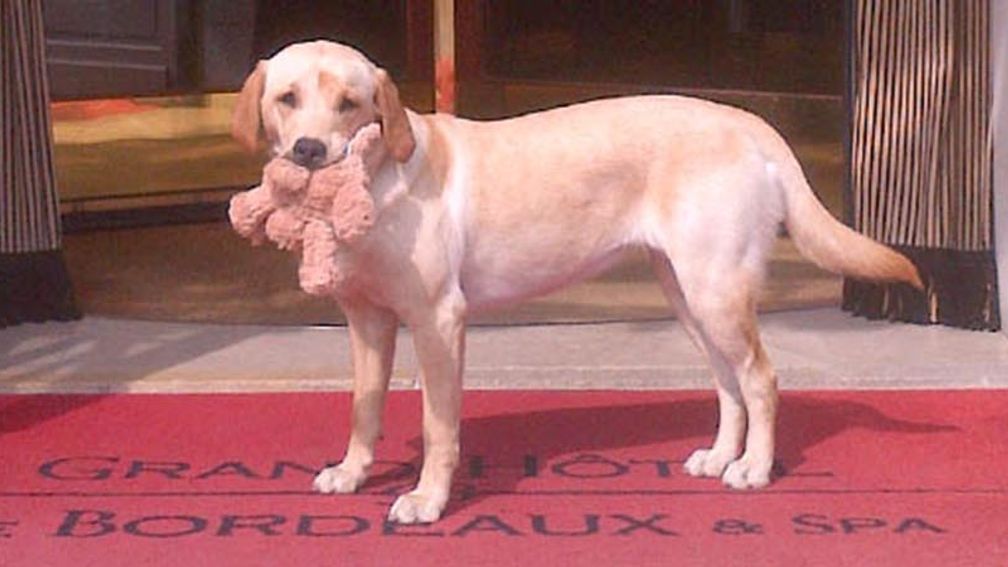 Viking River Cruises Feature Beloved Puppy Books | TravelAge West