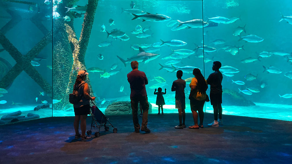 New Orleans Travelers Can Now Visit the Aquarium and Insectarium Under ...