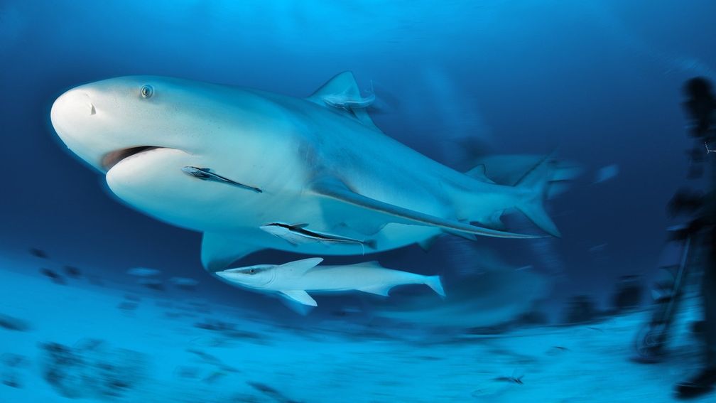 Where to Dive With Sharks in Mexico | TravelAge West