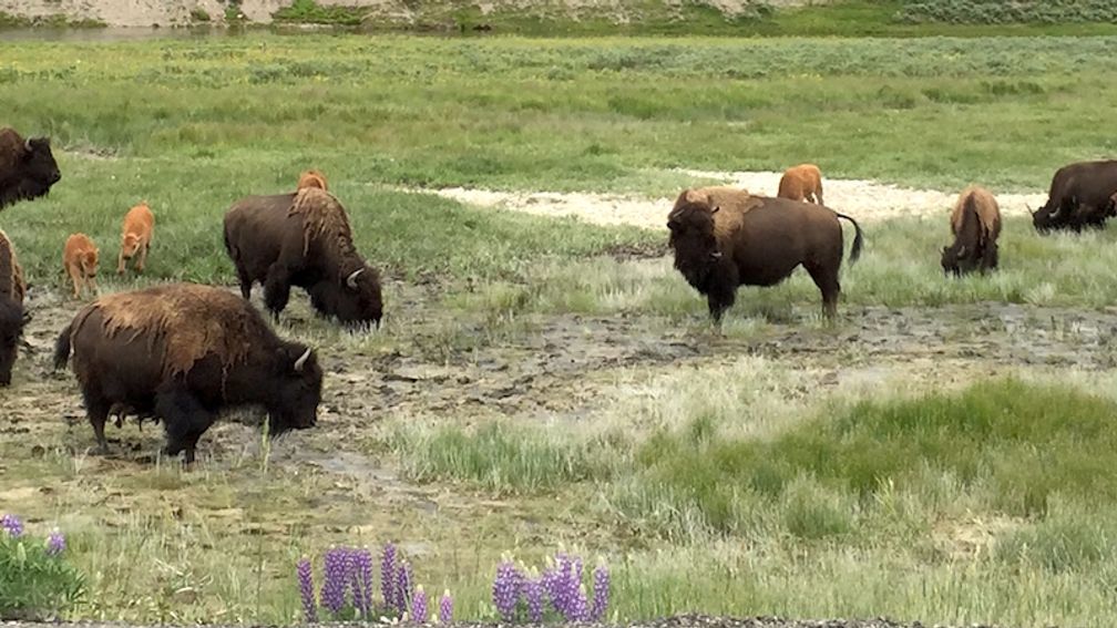 Survival Guide: How to Visit Yellowstone With the Family | TravelAge West