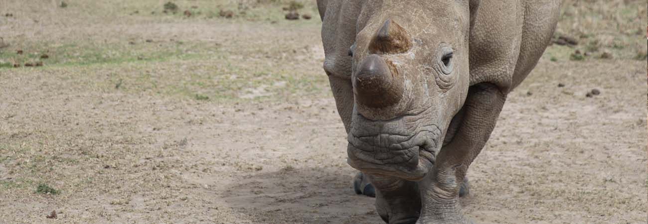 Where to Find the Last Male Northern White Rhinoceros | TravelAge West