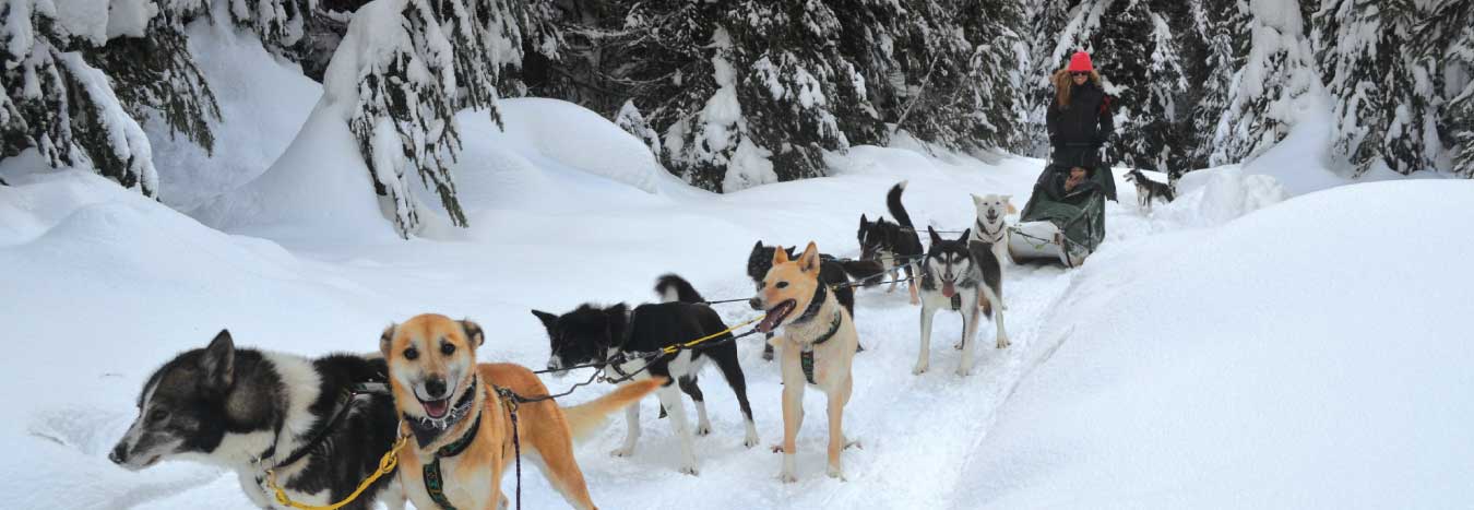 Driving Your Own Dog Sled | TravelAge West