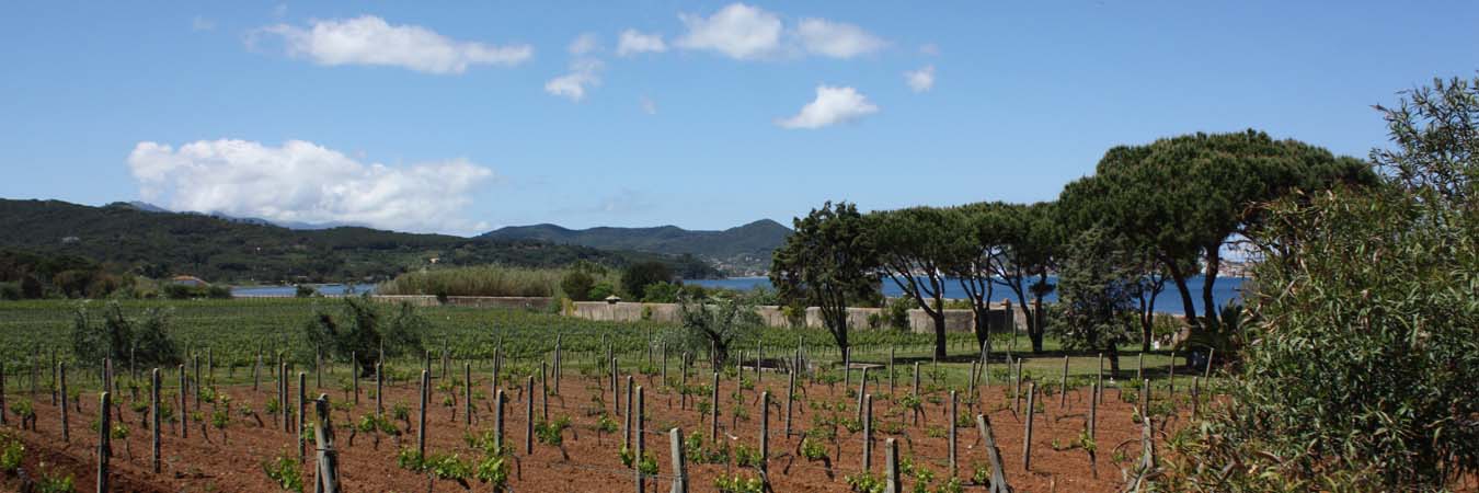 Wine Tasting on Tuscany's Elba Island | TravelAge West