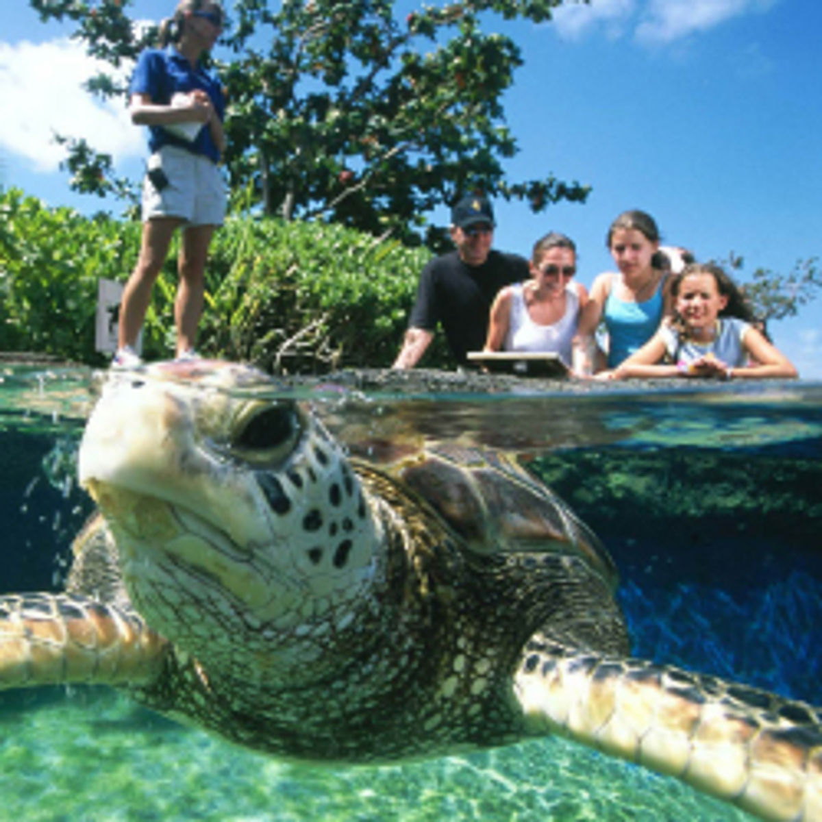 Turtle Mania at Maui Ocean Center | TravelAge West