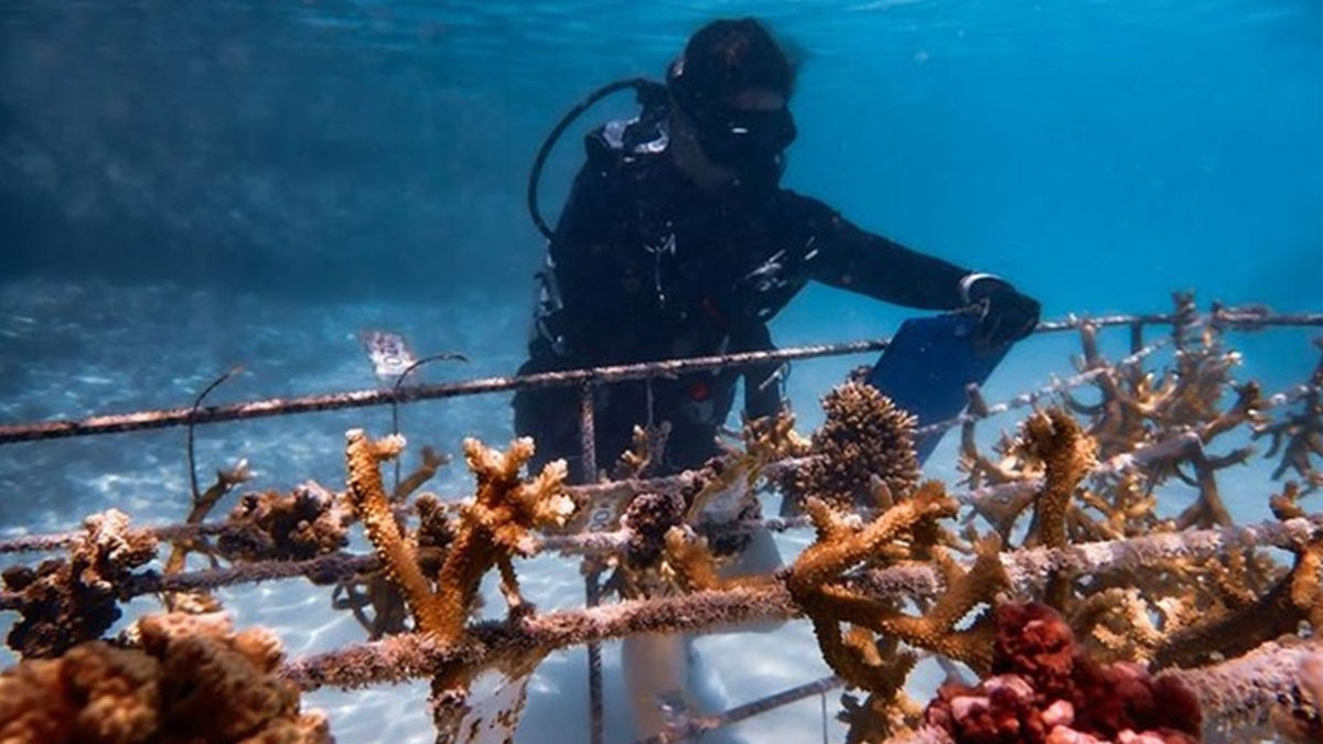 8 Resorts Where Travelers Can Plant Coral | TravelAge West