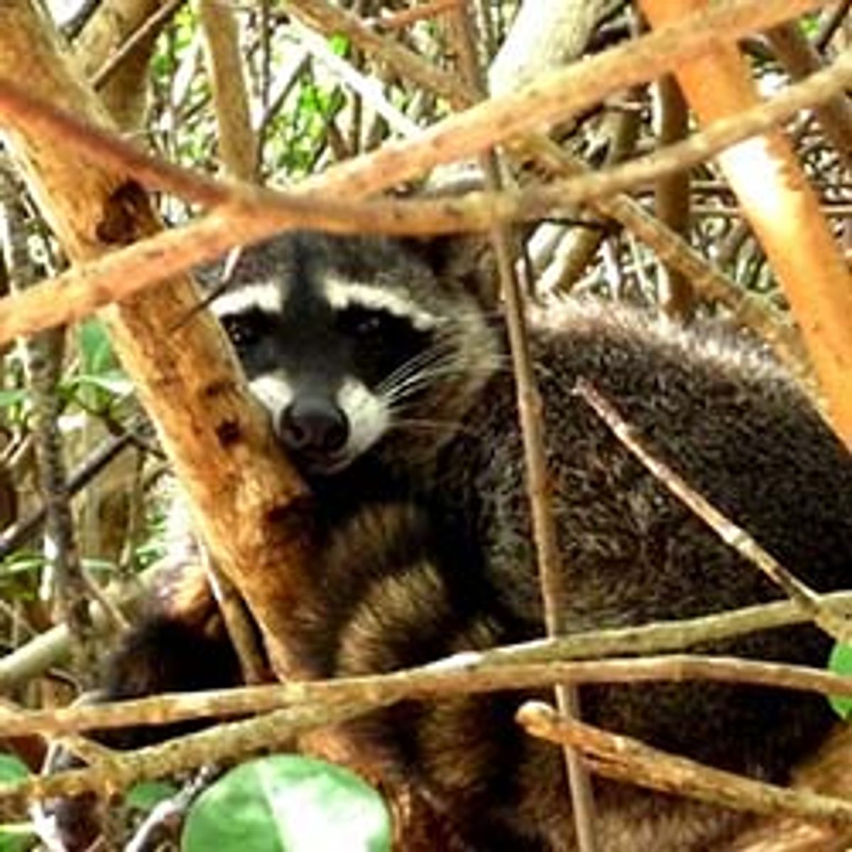 The Best Places To See Wildlife In Mexico TravelAge West the-best-places-to-see-wildlife-in-mexico-travelage-west